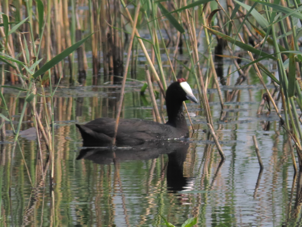 Red-knobbed Coot from Scottsville, Pietermaritzburg, 3201, South Africa ...