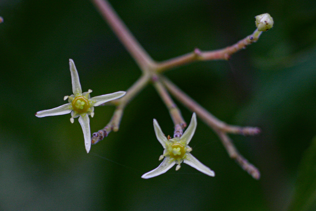 kirkia family (Kirkiaceae) - Botanical Realm