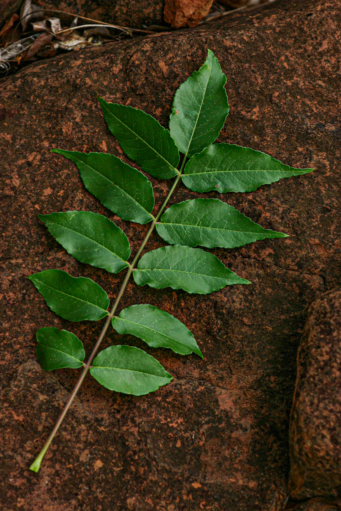 kirkia family (Kirkiaceae) - Botanical Realm