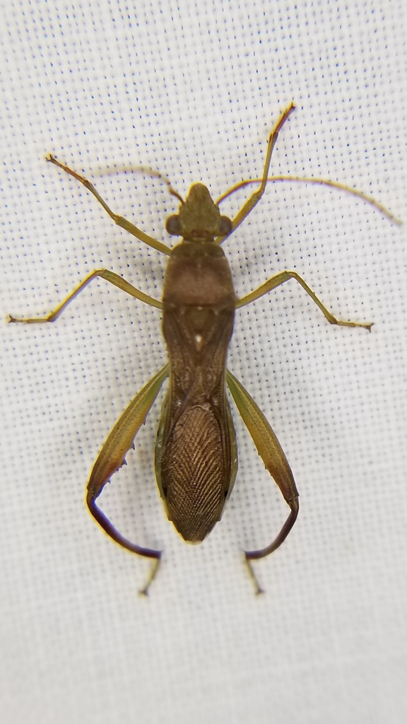 Texas Bow-legged Bug from Alvin, TX 77511, USA on September 3, 2023 at ...