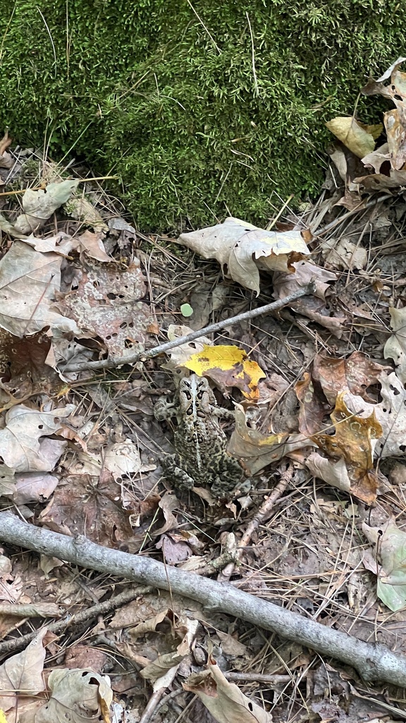 American Toad from Woodstock, VT, US on September 5, 2023 at 11:41 AM ...