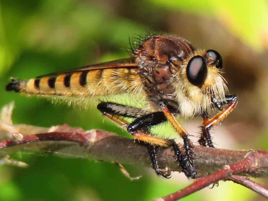 Red-footed Cannibal Fly from Montgomery County, MD, USA on August 25 ...