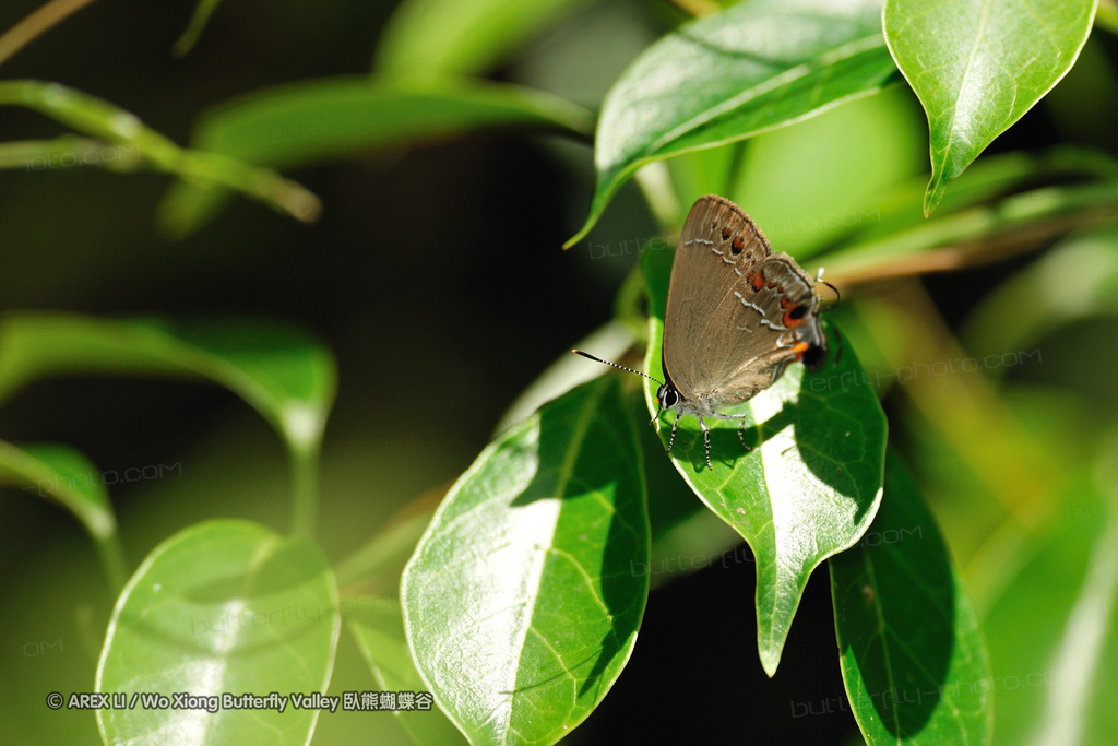 Satyrium tanakai from Taoyuan City, Taiwan on May 29, 2009 at 12:48 PM ...