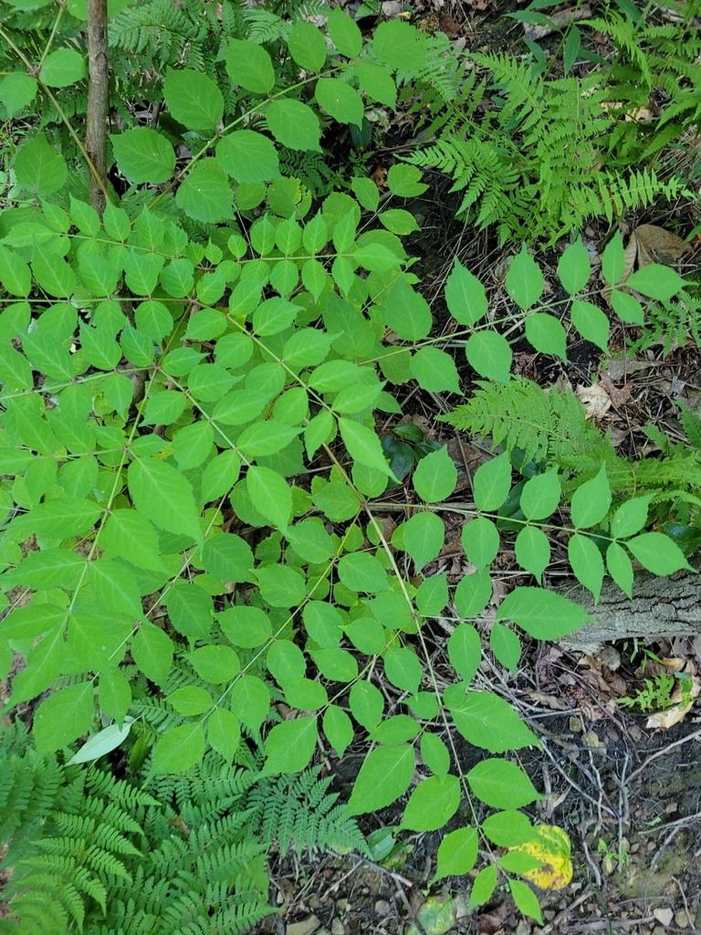 Japanese angelica tree from Parma, OH 44134, USA on August 28, 2023 at ...