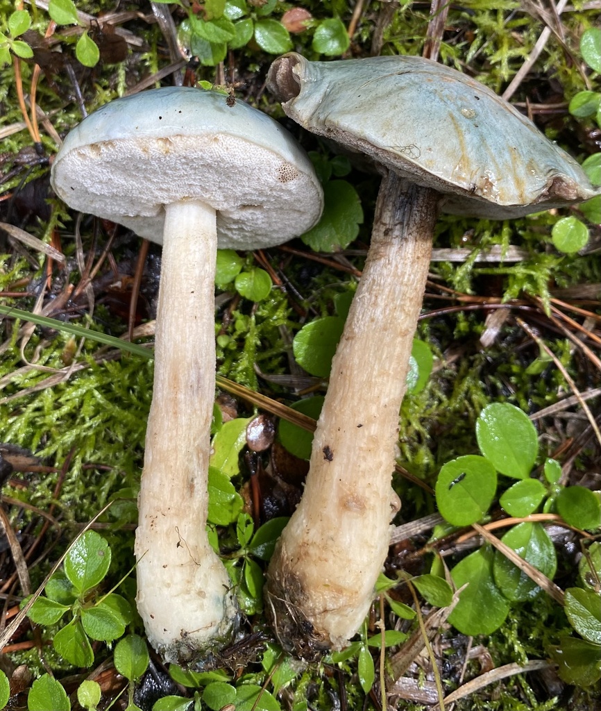 Ghost Bolete from Boise National Forest, Cascade, ID, US on September ...