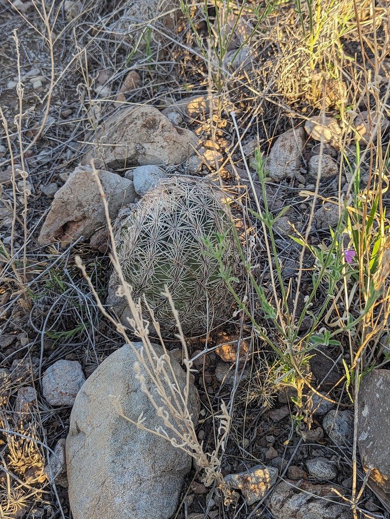 Rhinoceros Cactus from Presidio County, TX, USA on September 5, 2023 at ...
