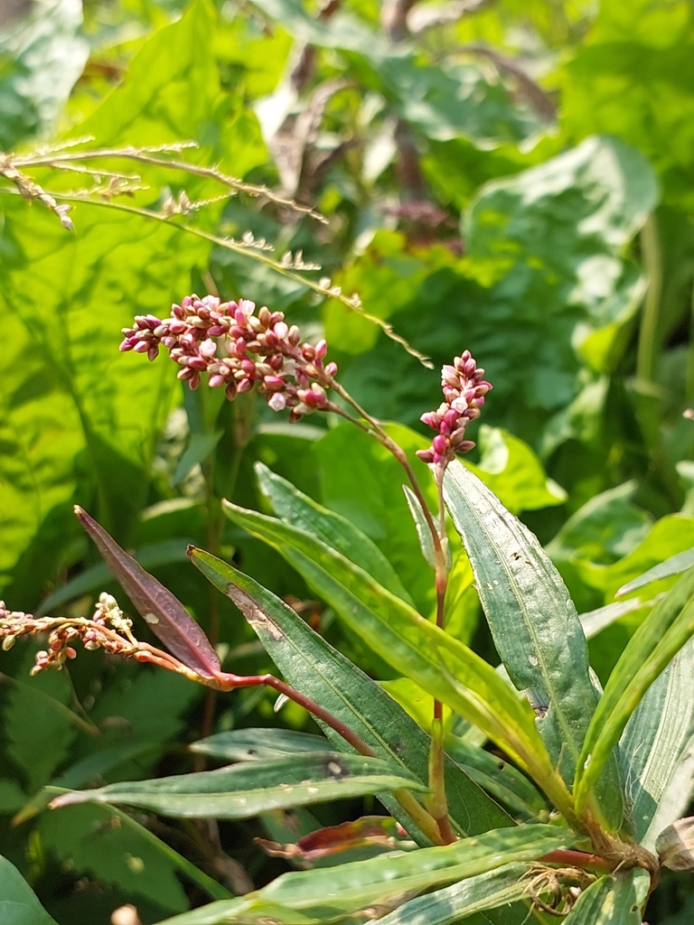 slender knotweed from Mandini, 4490, South Africa on September 5, 2023 ...