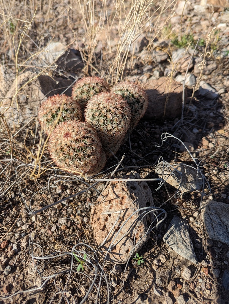 New Mexico Rainbow Cactus from Presidio County, TX, USA on September 5 ...