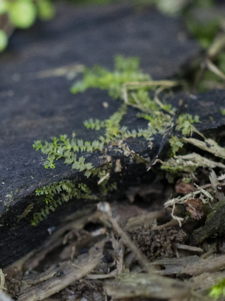 (Jungermanniales) - Botanical Realm