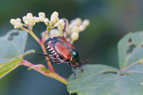 Photo 317159071, no rights reserved, uploaded by Jasper Shide · iNaturalist