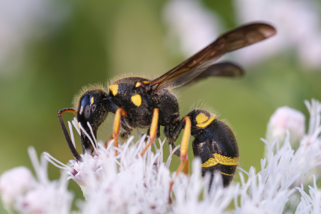 Smiling Mason Wasp from South Kensington, MD, USA on September 1, 2023 ...