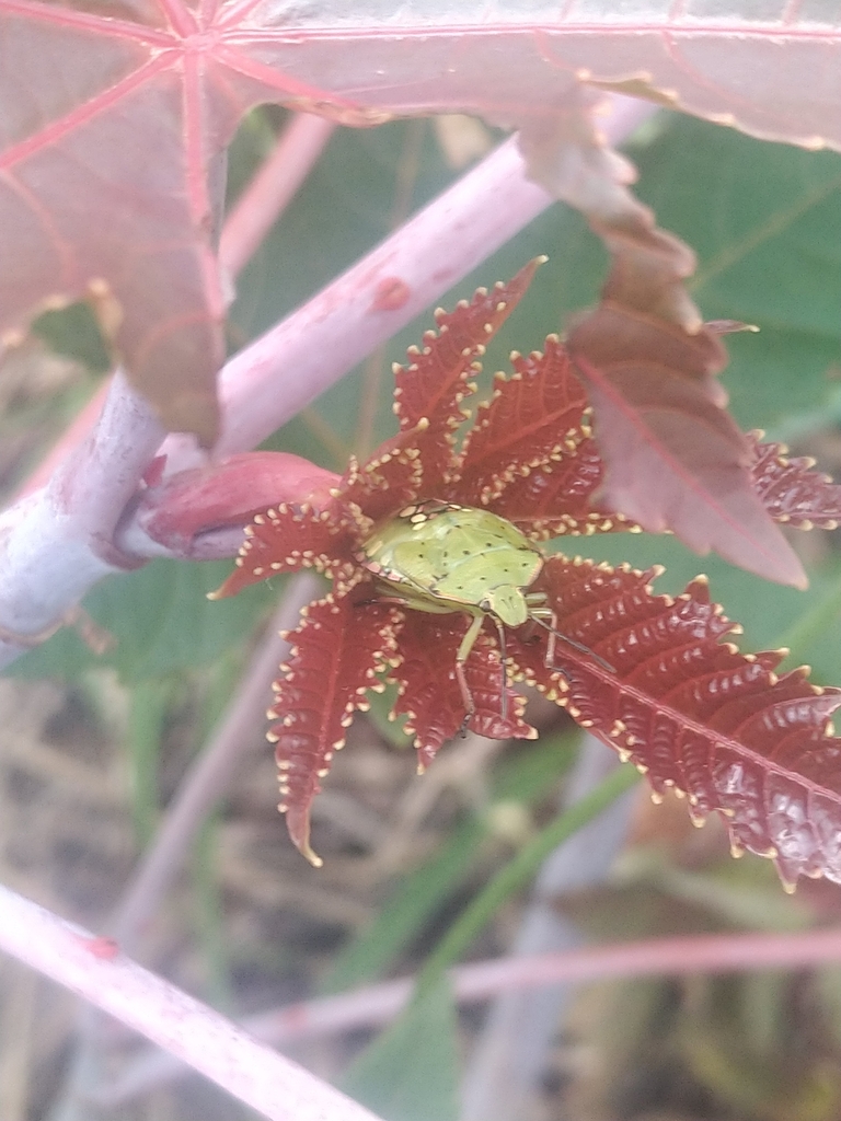 Southern Green Stink Bug from Fort Delpeche on September 5, 2023 at 02: ...