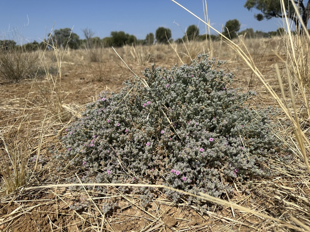 Sea Heaths from Blackall, QLD, AU on September 5, 2023 at 12:28 PM by ...