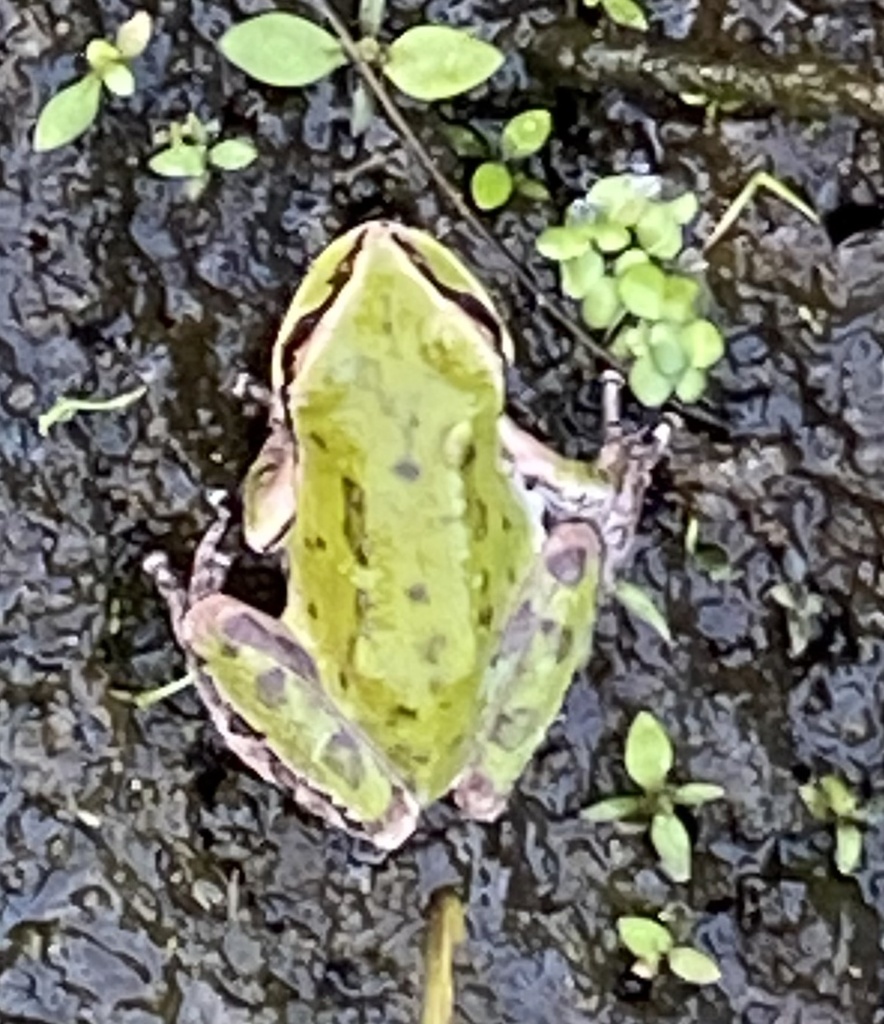 Northern Pacific Tree Frog from St. Johns, Portland, OR, US on ...