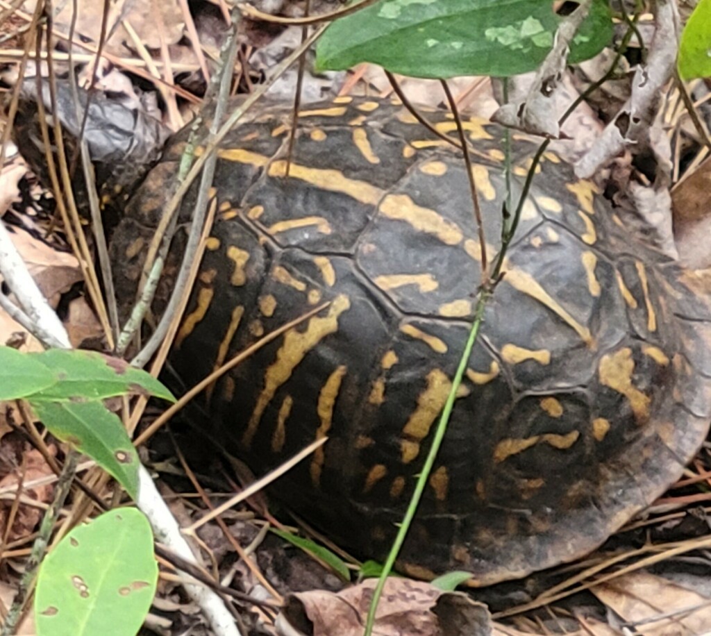 Florida Box Turtle from Duval, Florida, United States on September 5 ...