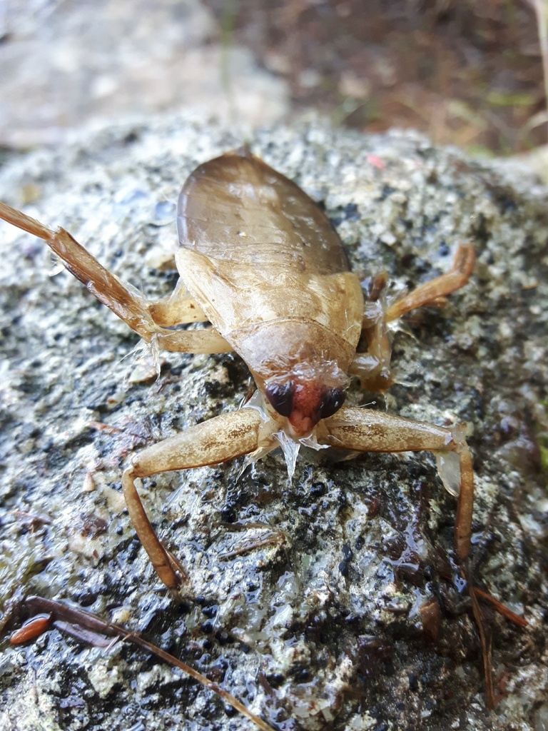 American Giant Water Bug from Channel Lake, Annapolis, NS, CA on August ...