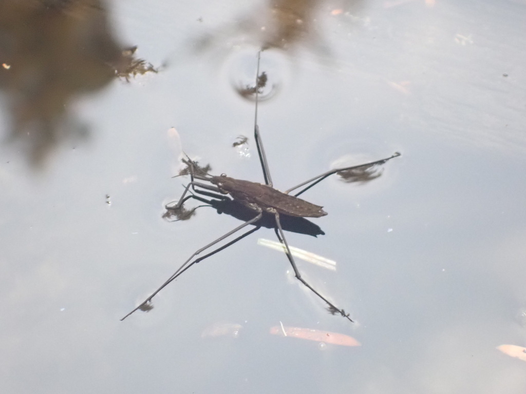 North American Common Water Strider from Cowichan Valley, BC, Canada on ...