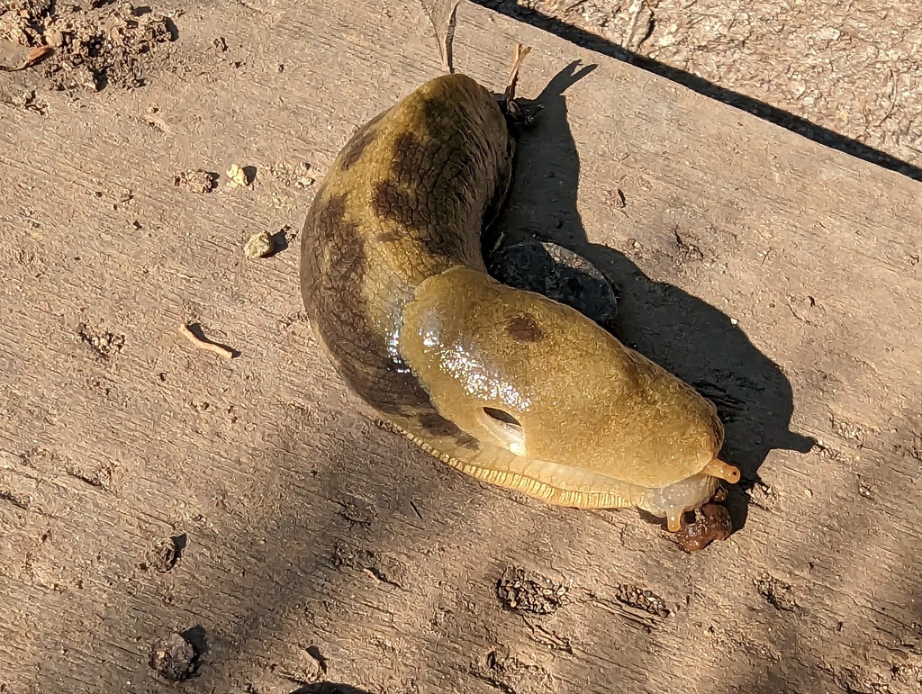 Pacific Banana Slug from Cowichan Valley, BC, Canada on August 26, 2023 ...
