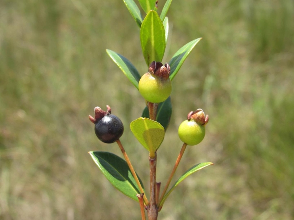 (Accara) - Botanical Realm