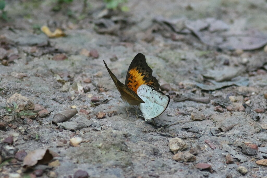 Common Glider from Rafai, Central African Republic on August 20, 2023 ...