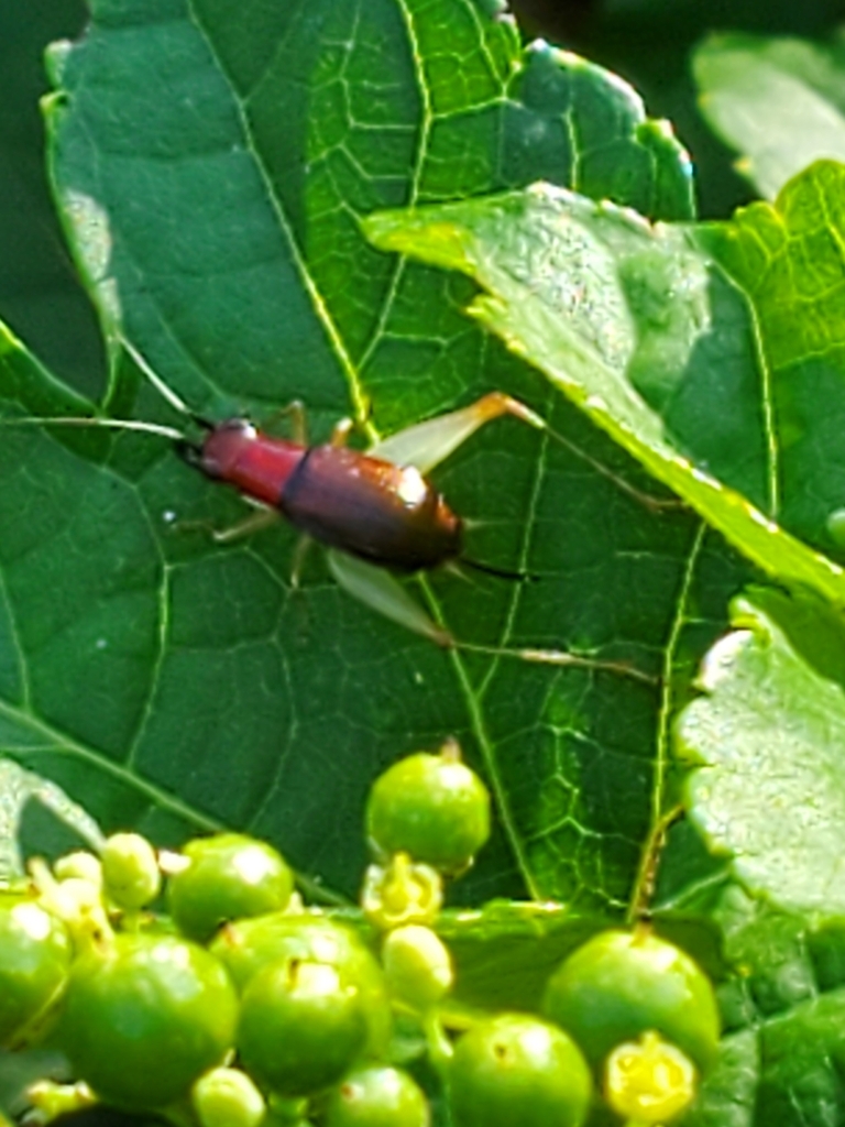 Red-headed Bush Cricket from Peppermint Park, Greenville, NC, USA on ...