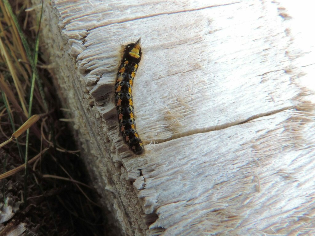 Rusty Tussock Moth from Stirling, UK by marriannajoy. Had this down as ...
