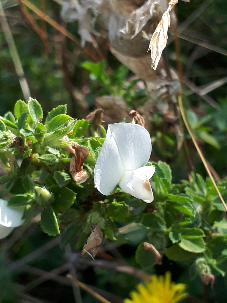Spiny restharrow from Provincia di Vicenza, Italia on August 31, 2023 ...