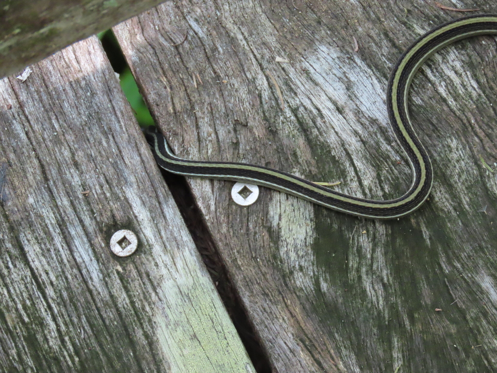 Common Ribbon Snake from Corkscrew Swamp Sanctuary, Naples, FL 34120 ...
