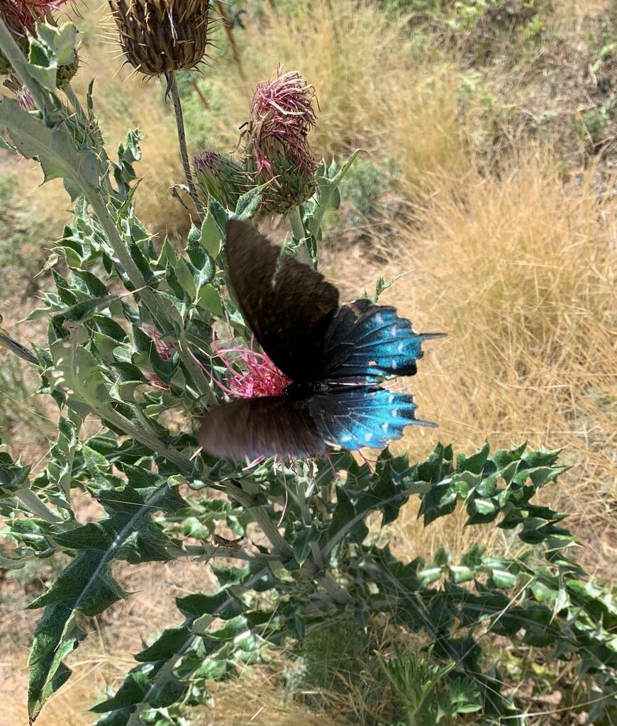 Pipevine Swallowtail from Yavapai County, AZ, USA on July 28, 2023 at ...