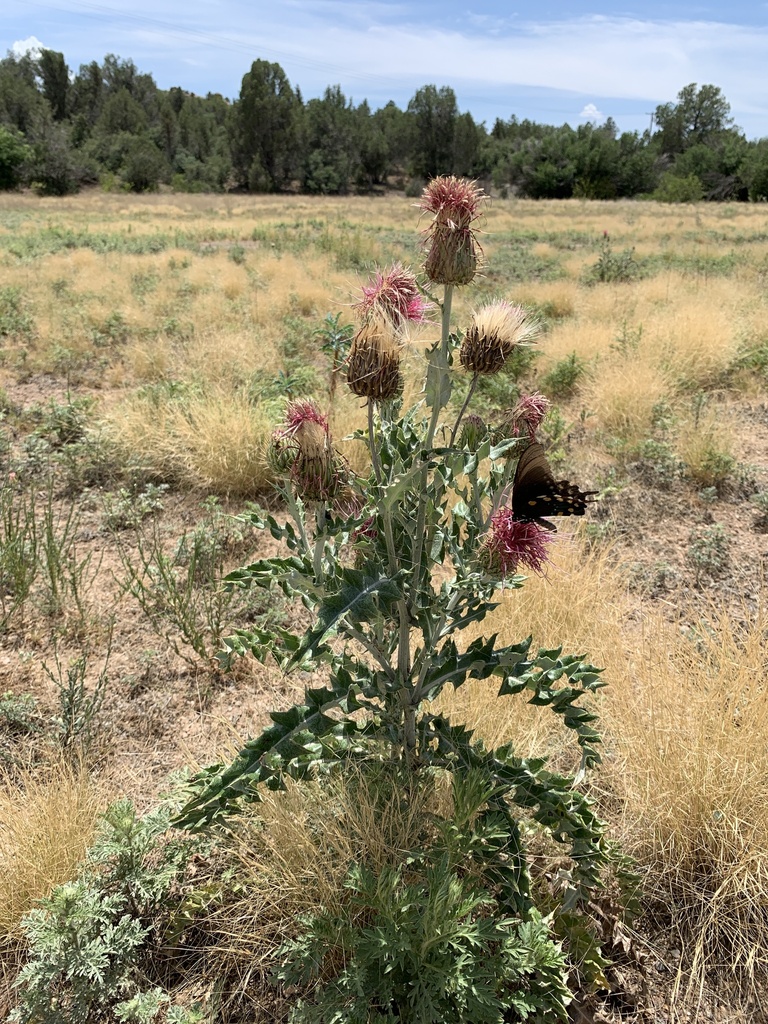 yellowspine thistle from Yavapai County, AZ, USA on July 28, 2023 at 01 ...