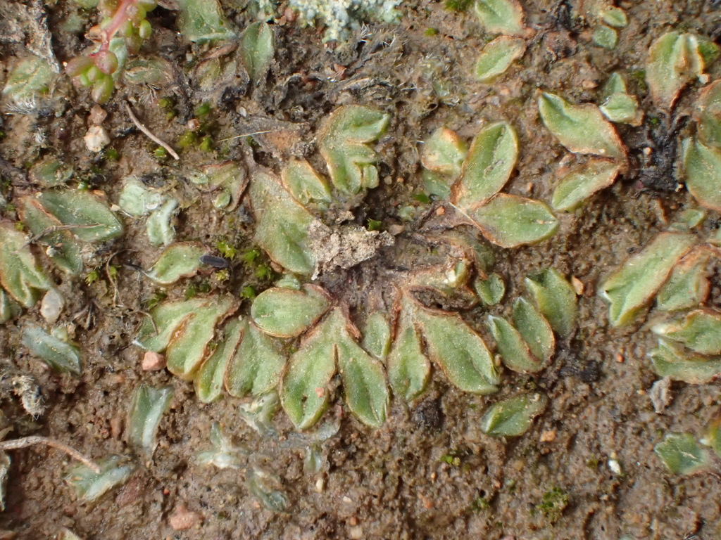 Campbell crystalwort from Laguna Beach, CA, USA on February 21, 2019 at ...
