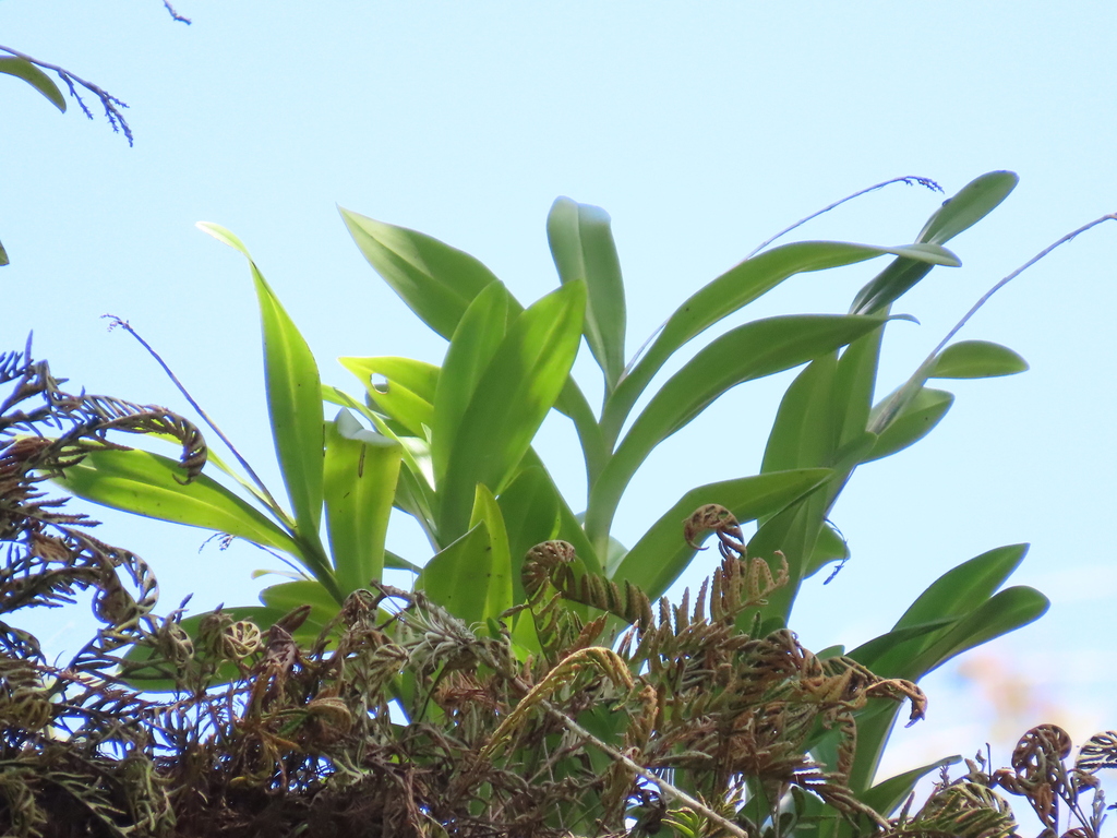 yellow helmet orchid in September 2022 by obrock · iNaturalist