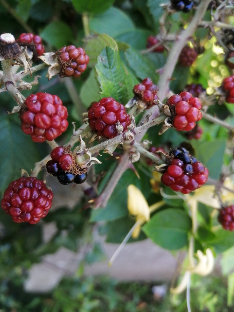 Redberry Mite from 76450 Cany-Barville, France on September 4, 2023 at ...
