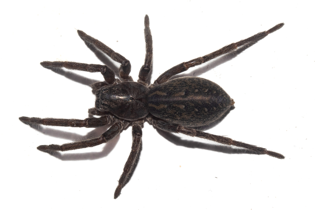 Vagrant Spiders from St Bathans, New Zealand on September 5, 2023 at 10 ...