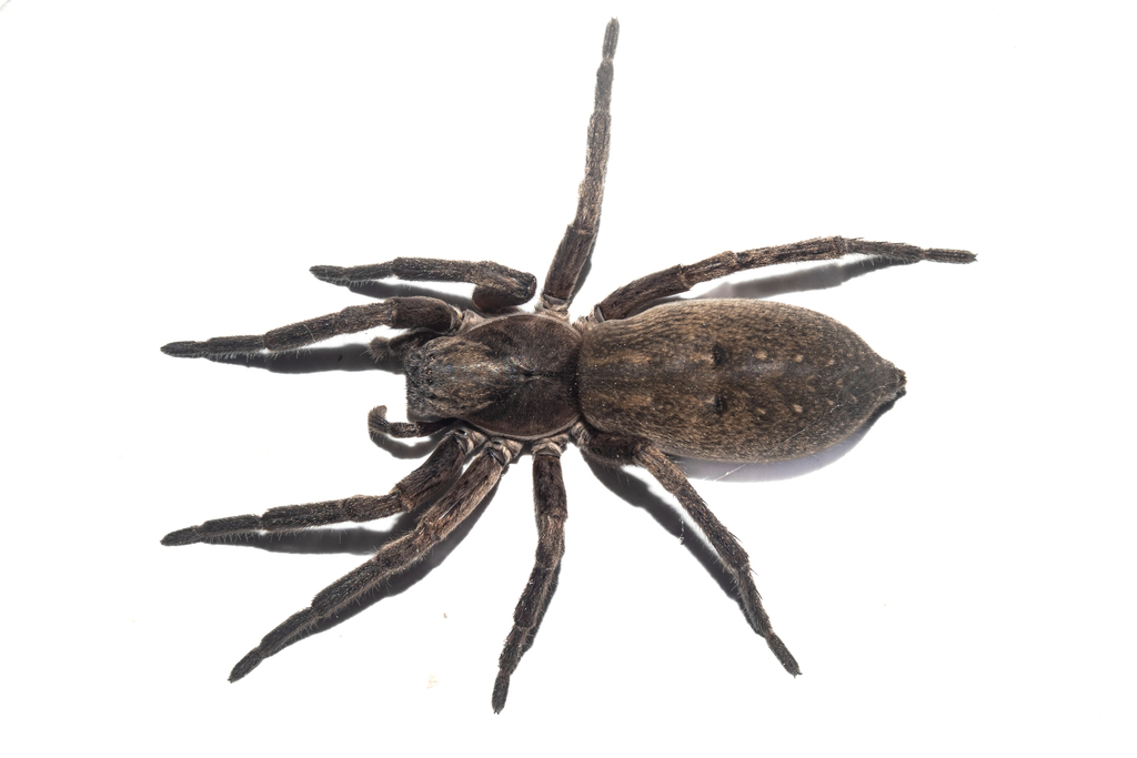 Vagrant Spiders from St Bathans, New Zealand on September 5, 2023 at 11 ...