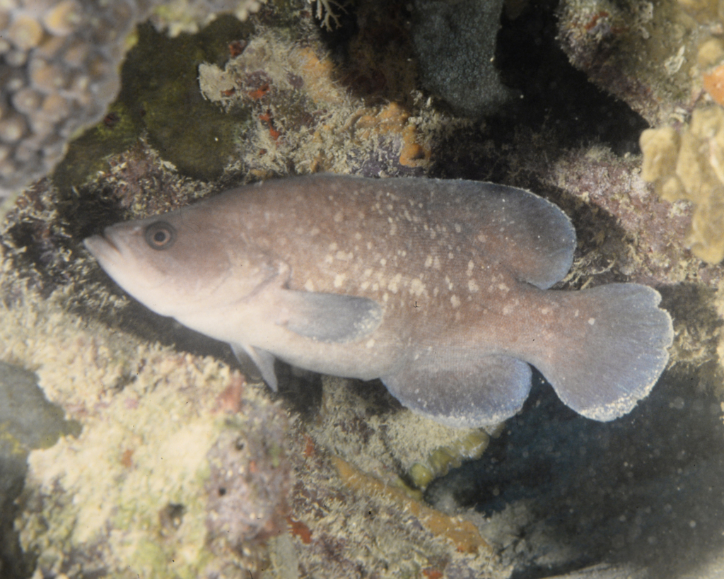 Greater Soapfish (Rypticus saponaceus) - Marine Life Identification