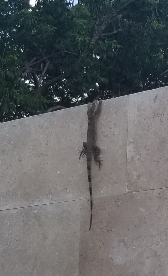 Black Spiny-tailed Iguana from 2FJ3+PM, Cholul, 97305 Mérida, Yucatan ...