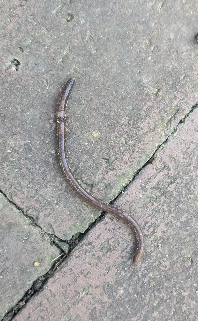 Snake Earthworms from Raleigh, NC 27607, USA on September 5, 2023 at 08 ...