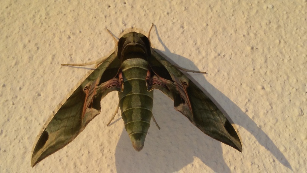 Pandorus Sphinx from California, MD, USA on September 5, 2023 at 07:16 ...