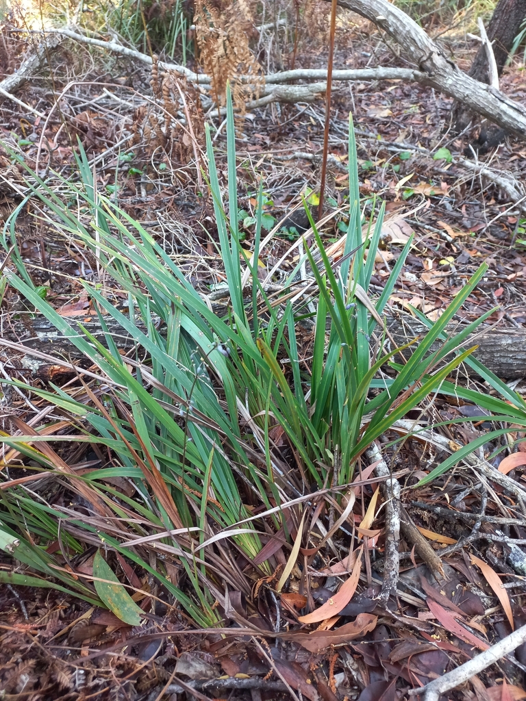 blue flax-lily from Oxley Dr at Coombabah State Primary School ...