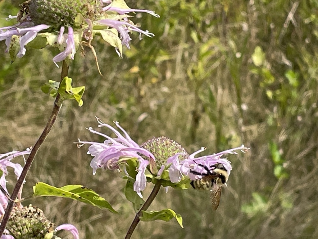 Bumble Bees from McHenry County, IL, USA on August 22, 2023 at 11:27 AM ...