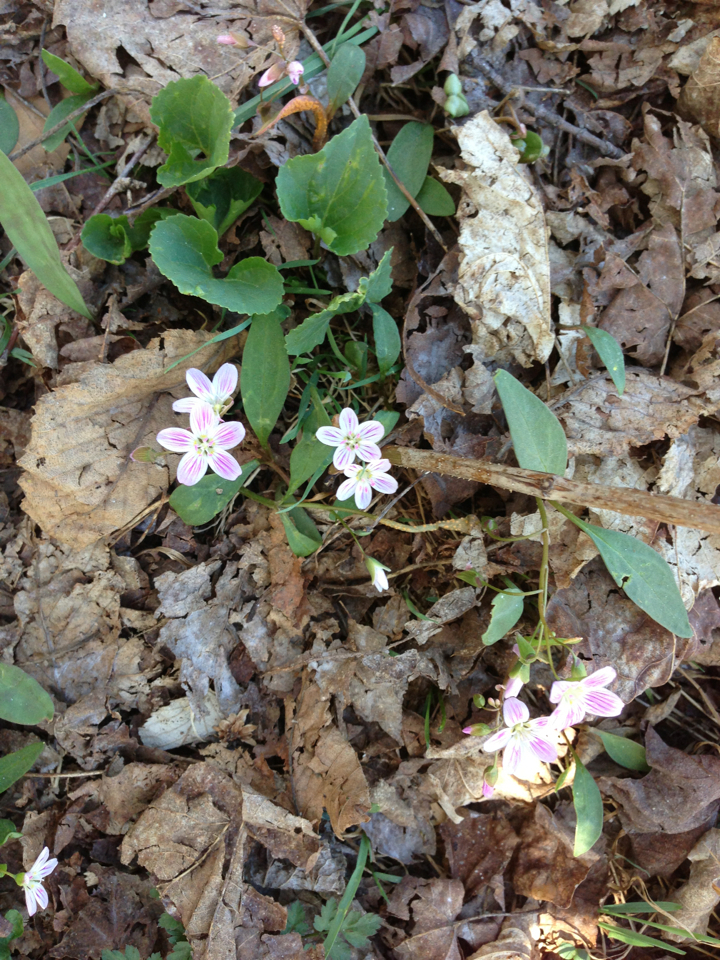 Carolina Springbeauty from 3401–3499 Center Rd, Montpelier, Vermont, US ...