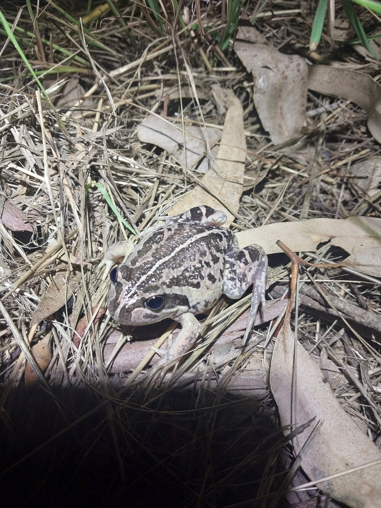 Western Banjo Frog from Dandaragan, AU-WA, AU on September 5, 2023 at ...
