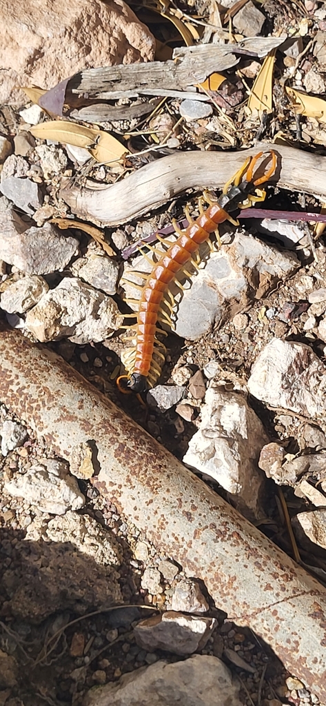 Giant Desert Centipede from Vail, AZ 85641, USA on September 4, 2023 at ...
