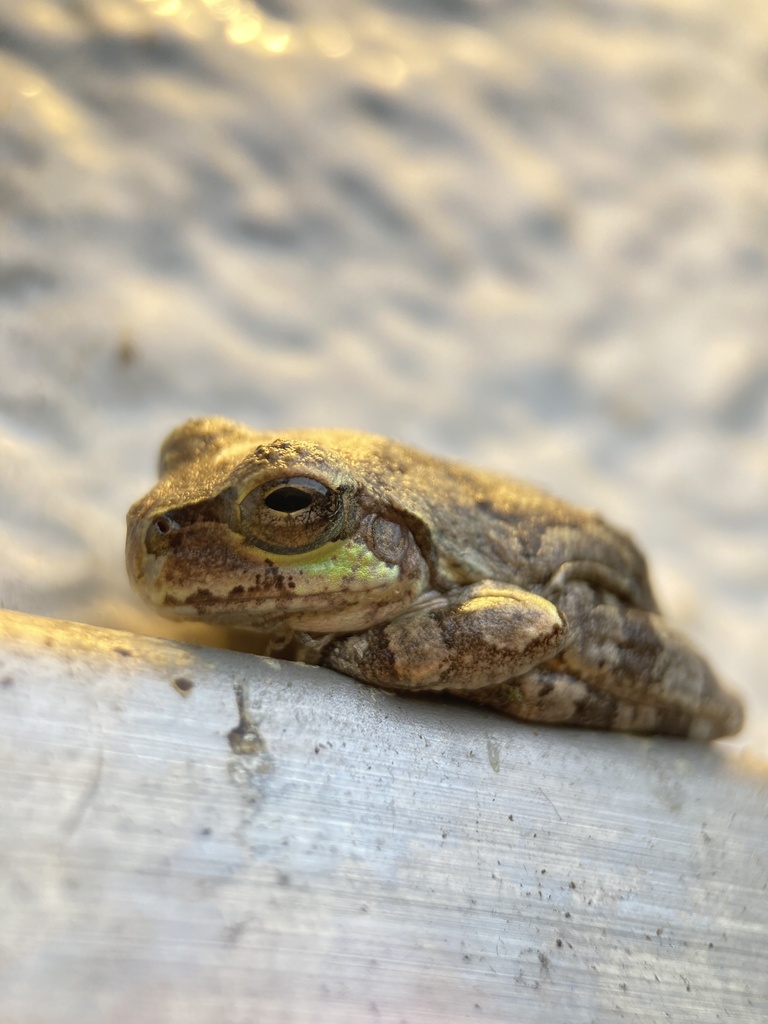 Japanese Tree Frog from 和泉町宮前, 安城市, 愛知県, JP on September 6, 2023 at 06: ...