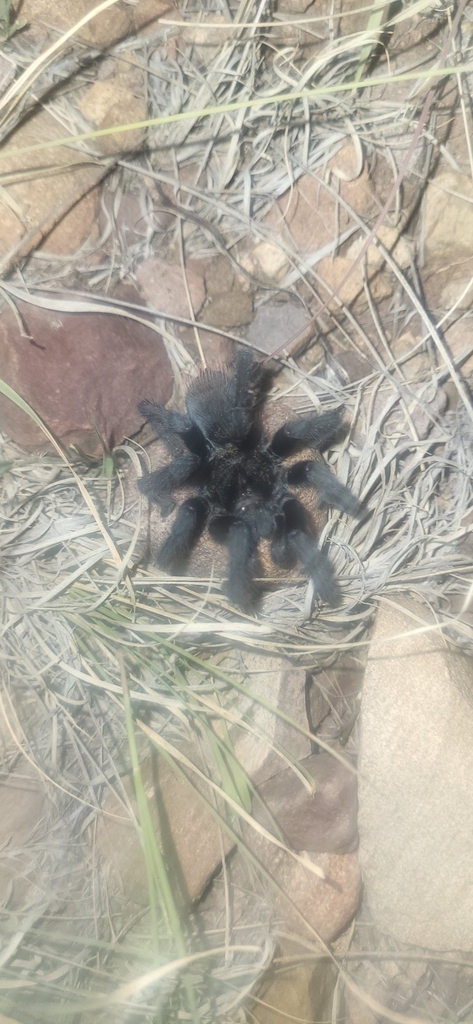 Tucson Bronze Tarantula from Vail, AZ 85641, USA on September 4, 2023 ...