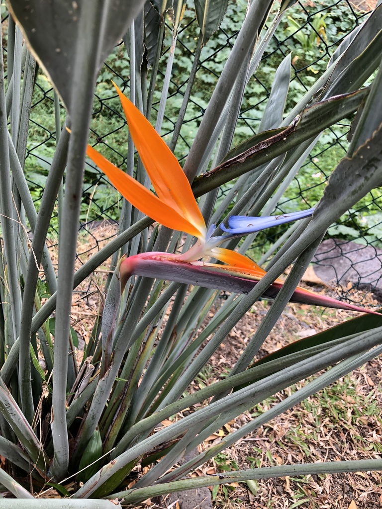 African desert banana from Tahiti, French Polynesia, PF on September 4 ...