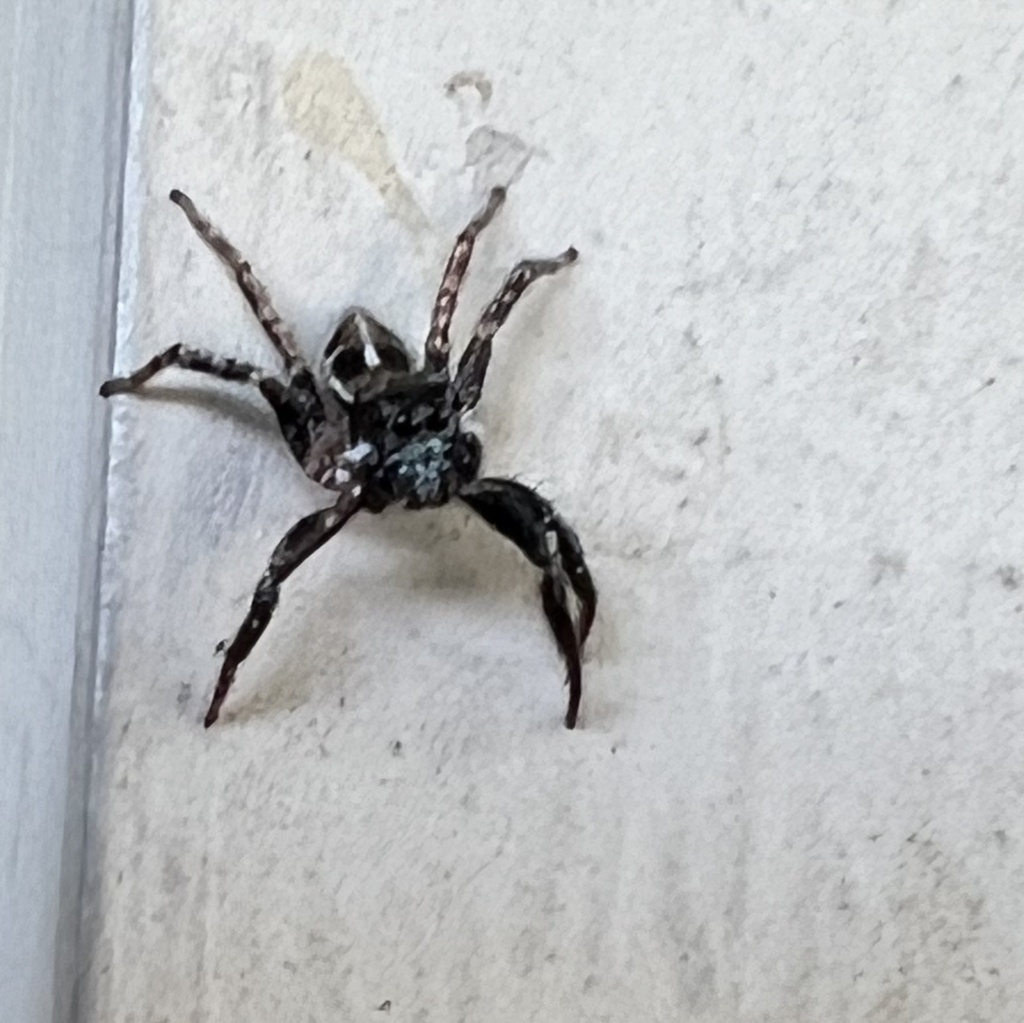 Twin-flagged Jumping Spider from Mercedes Ave, Dallas, TX, US on ...