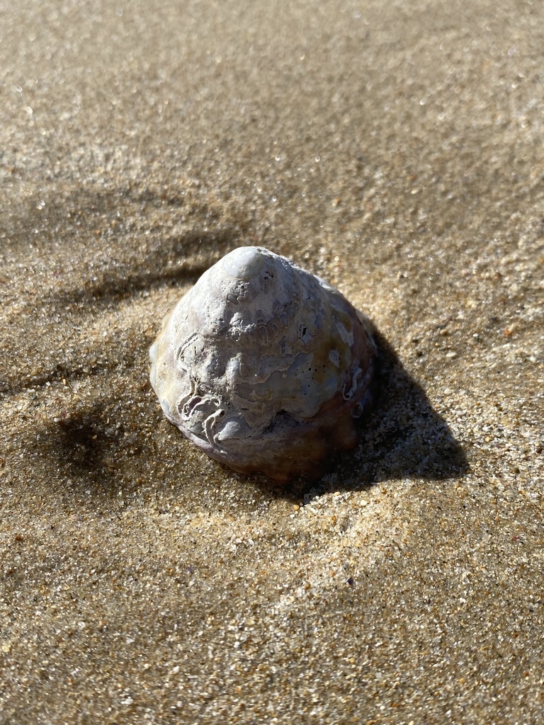 Common Tent Shell from Solitary Islands Marine Park, Mullaway, NSW, AU ...