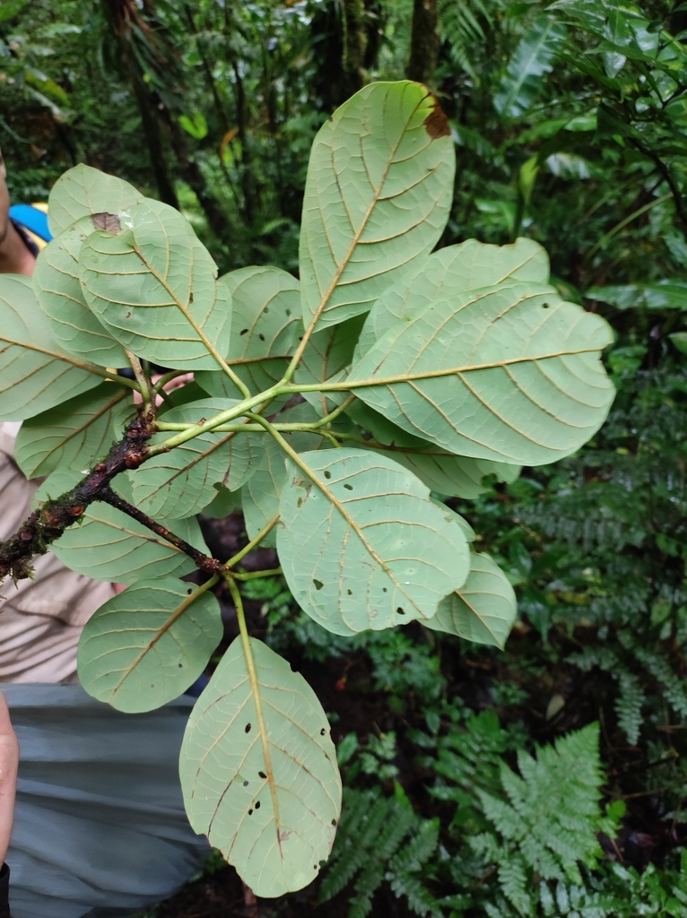 Avocado from Provincia de Alajuela, Sarchí, Costa Rica on September 3 ...